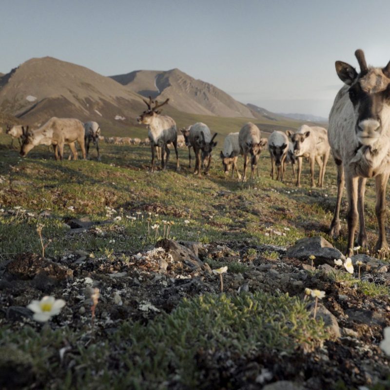 35 Year Anniversary of ANILCA: Alaska's Conservation Act
